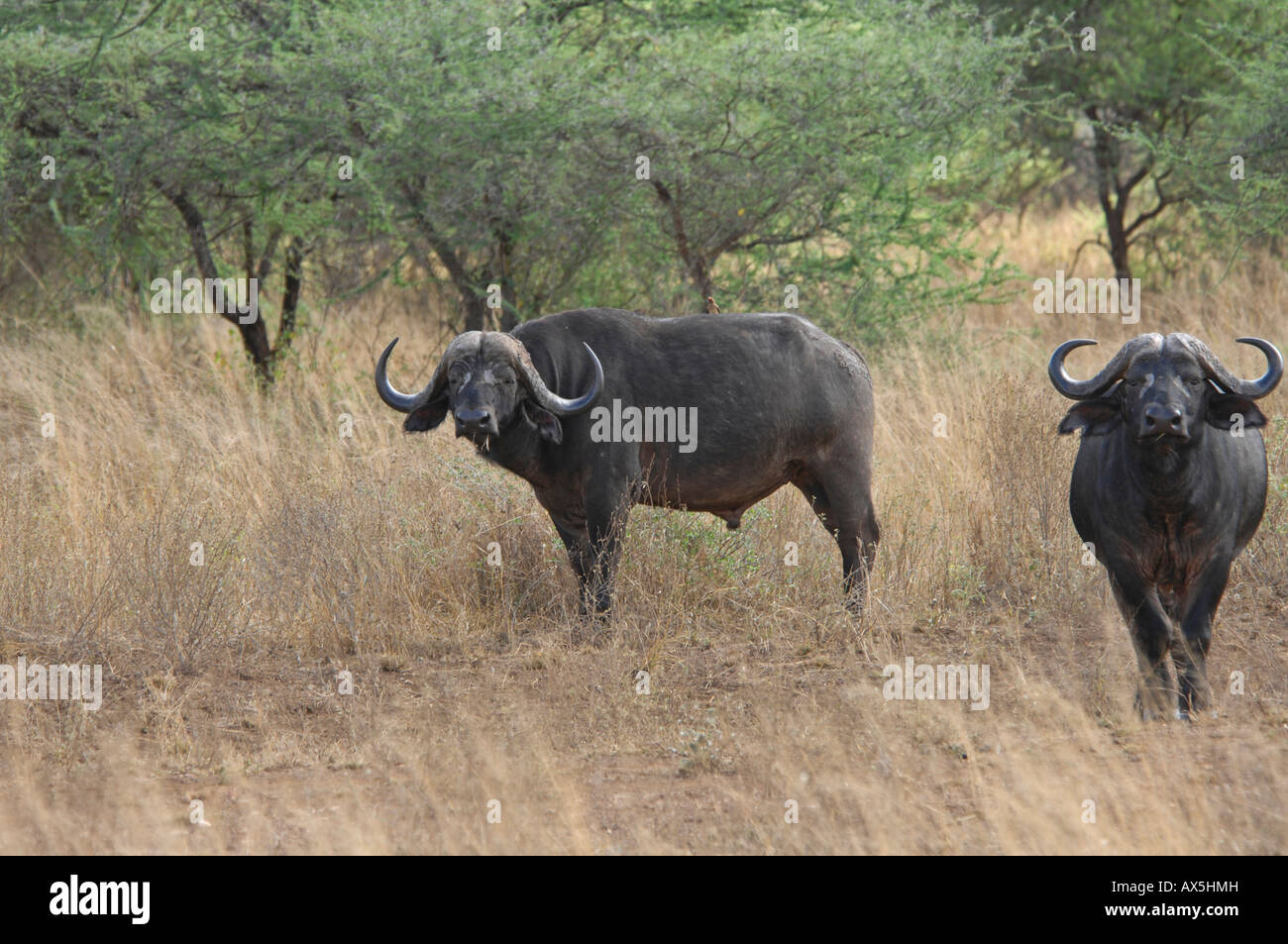 Safari massai mara nationalpark hi-res stock photography and images - Alamy