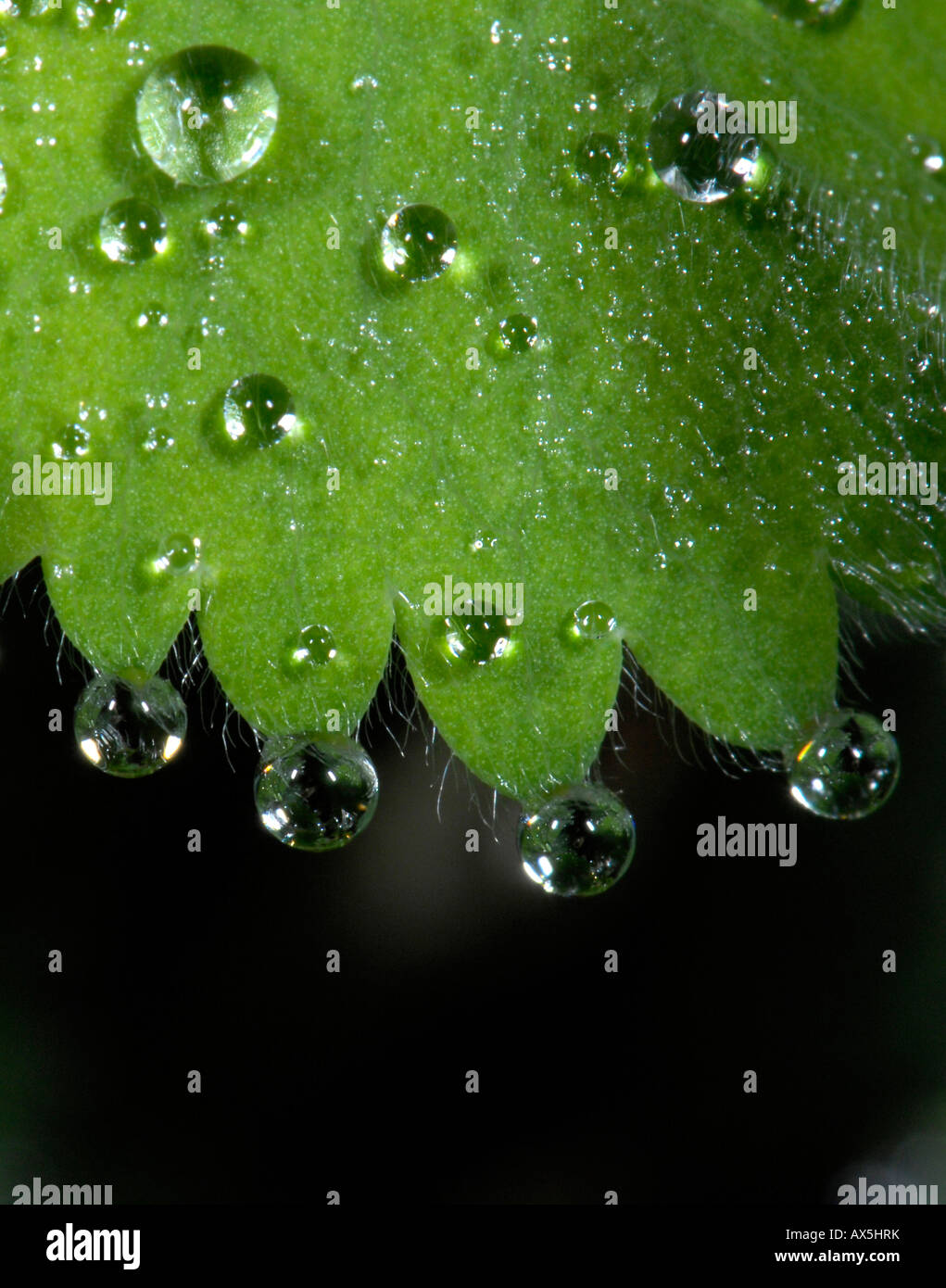 Dewdrops on leaf Stock Photo - Alamy