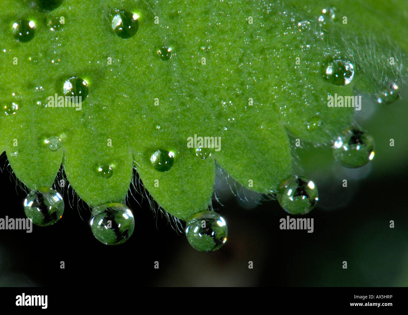 Dewdrops on leaf Stock Photo - Alamy