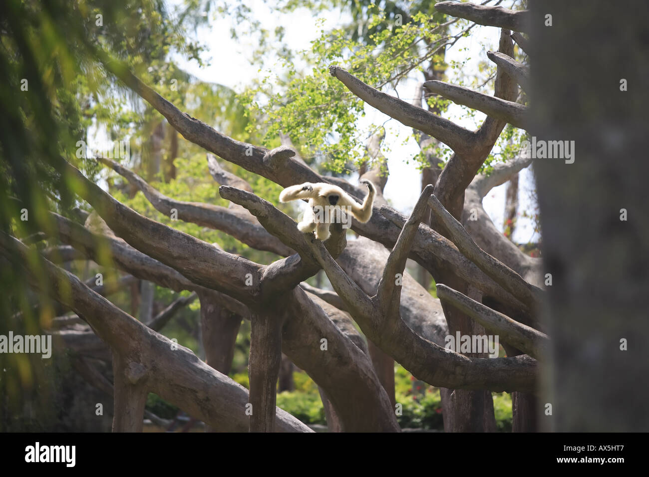 Agile gibbons hi-res stock photography and images - Alamy