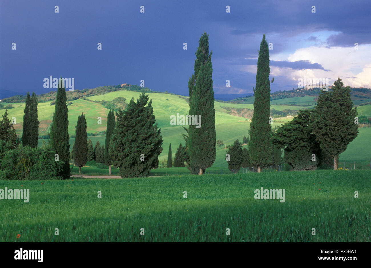 Group of cypresses in tuscany hi-res stock photography and images - Alamy