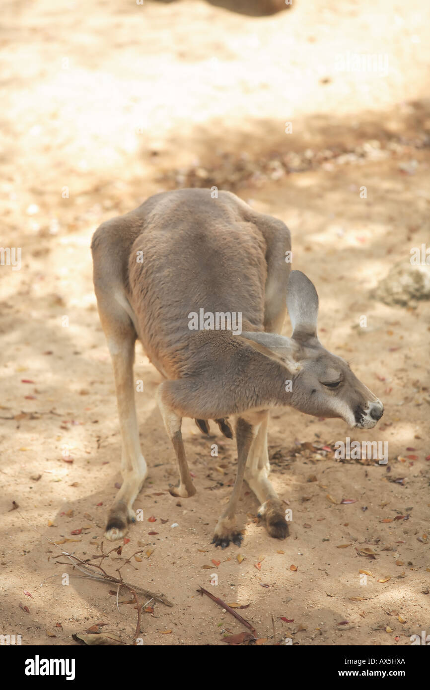 Kangaroo zoo top view hi-res stock photography and images - Alamy