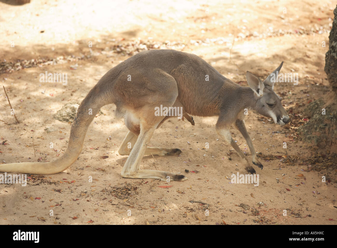 Kangaroo zoo side view hi-res stock photography and images - Alamy