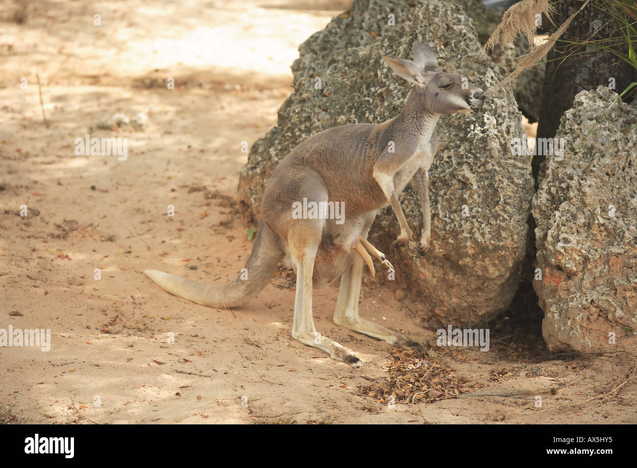 Kangaroo zoo side view hi-res stock photography and images - Alamy