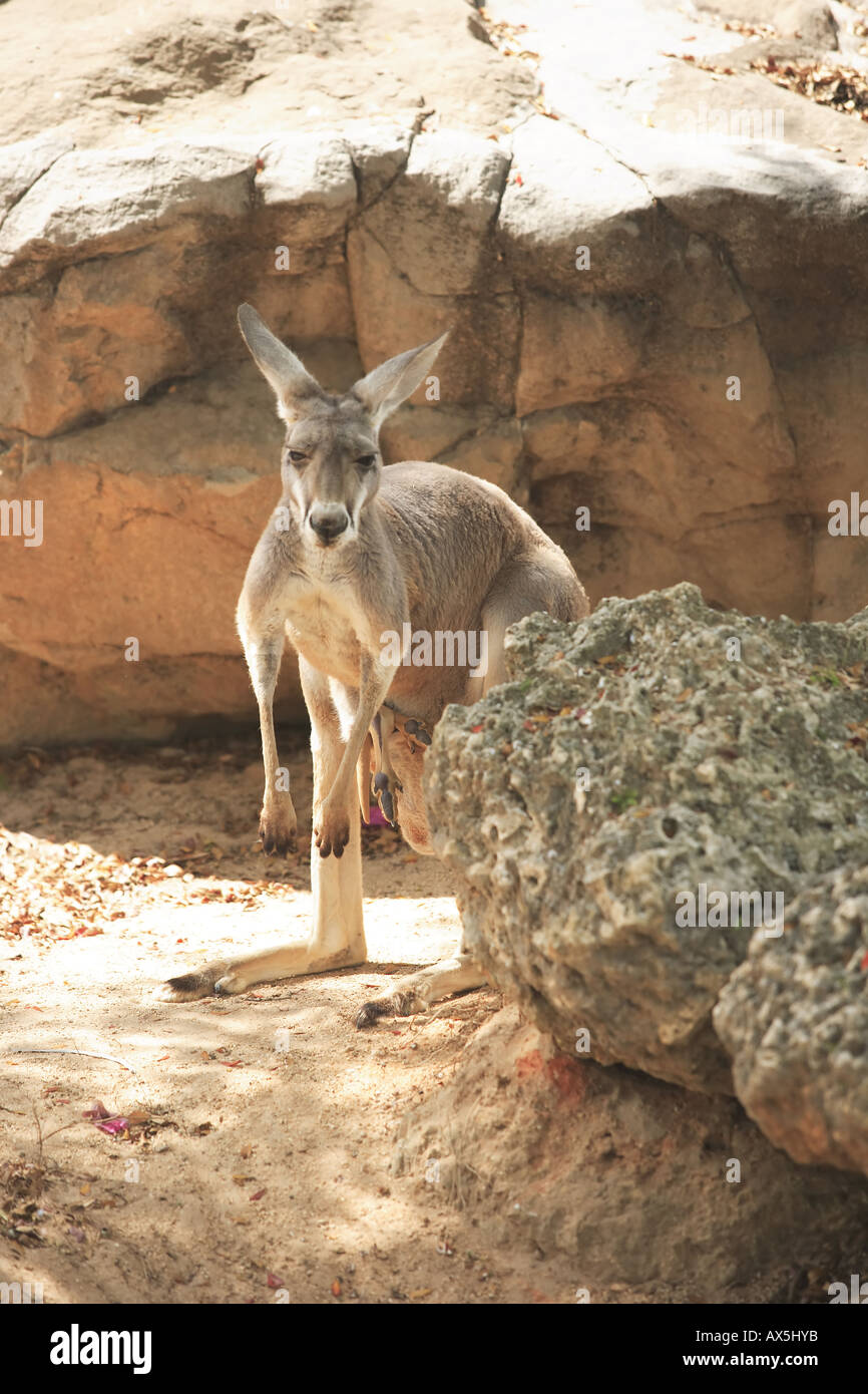 Kangaroo zoo hi-res stock photography and images - Alamy