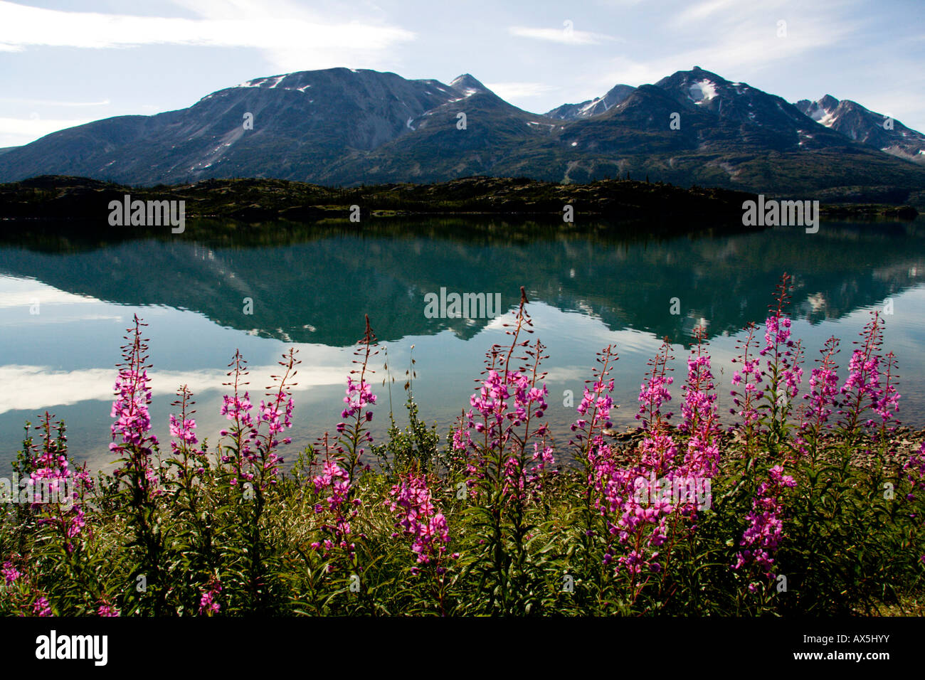 Fireweed (Epilobium angustifolium) growing along Lake Benett, Yukon ...
