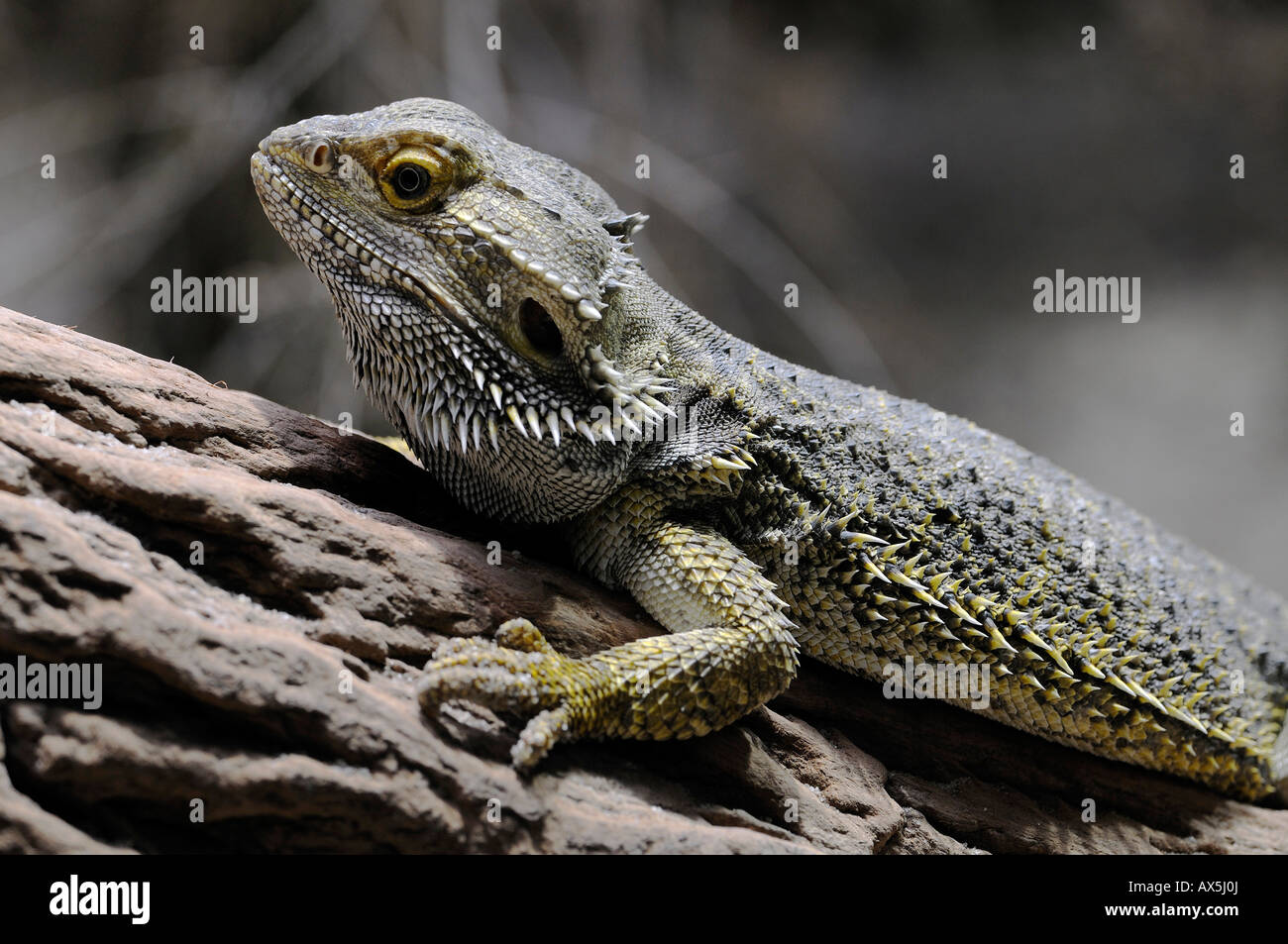 Inland - or Central Bearded Dragon (Pogona vitticeps Stock Photo - Alamy