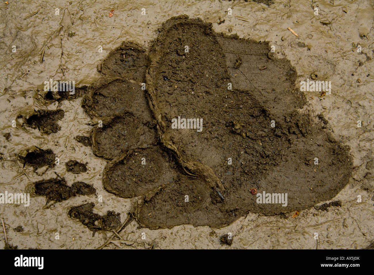 Black bear tracks hi-res stock photography and images - Alamy