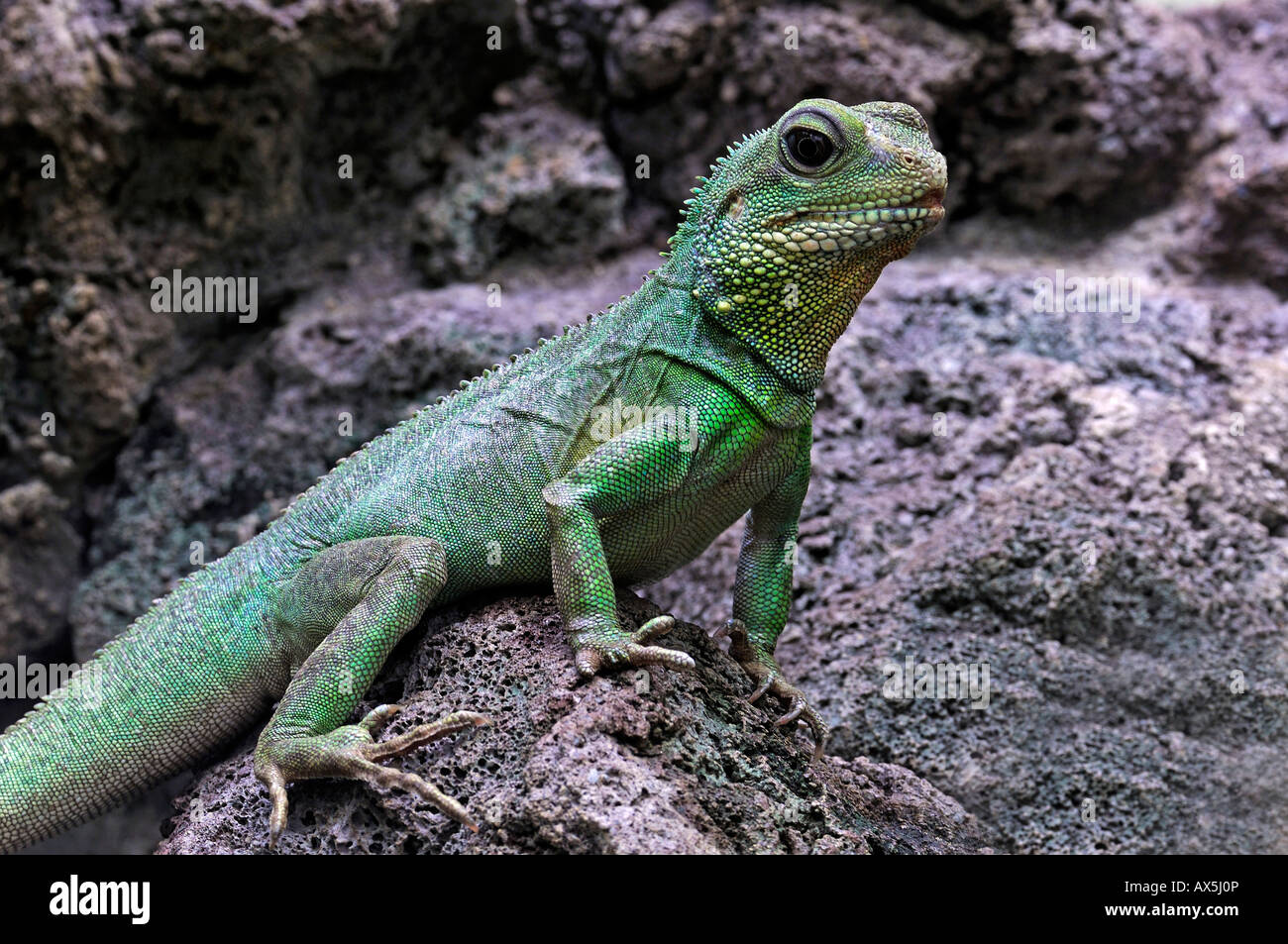Chinese Water Dragon (Physignathus cocincinus Stock Photo - Alamy
