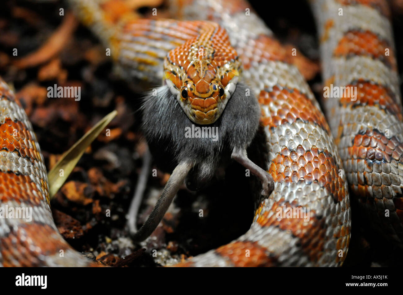 Rat snake hi-res stock photography and images - Alamy