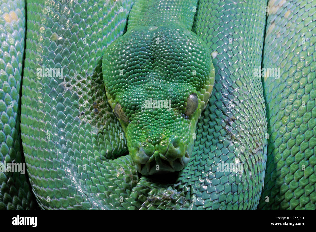 Green tree pythons hi-res stock photography and images - Alamy