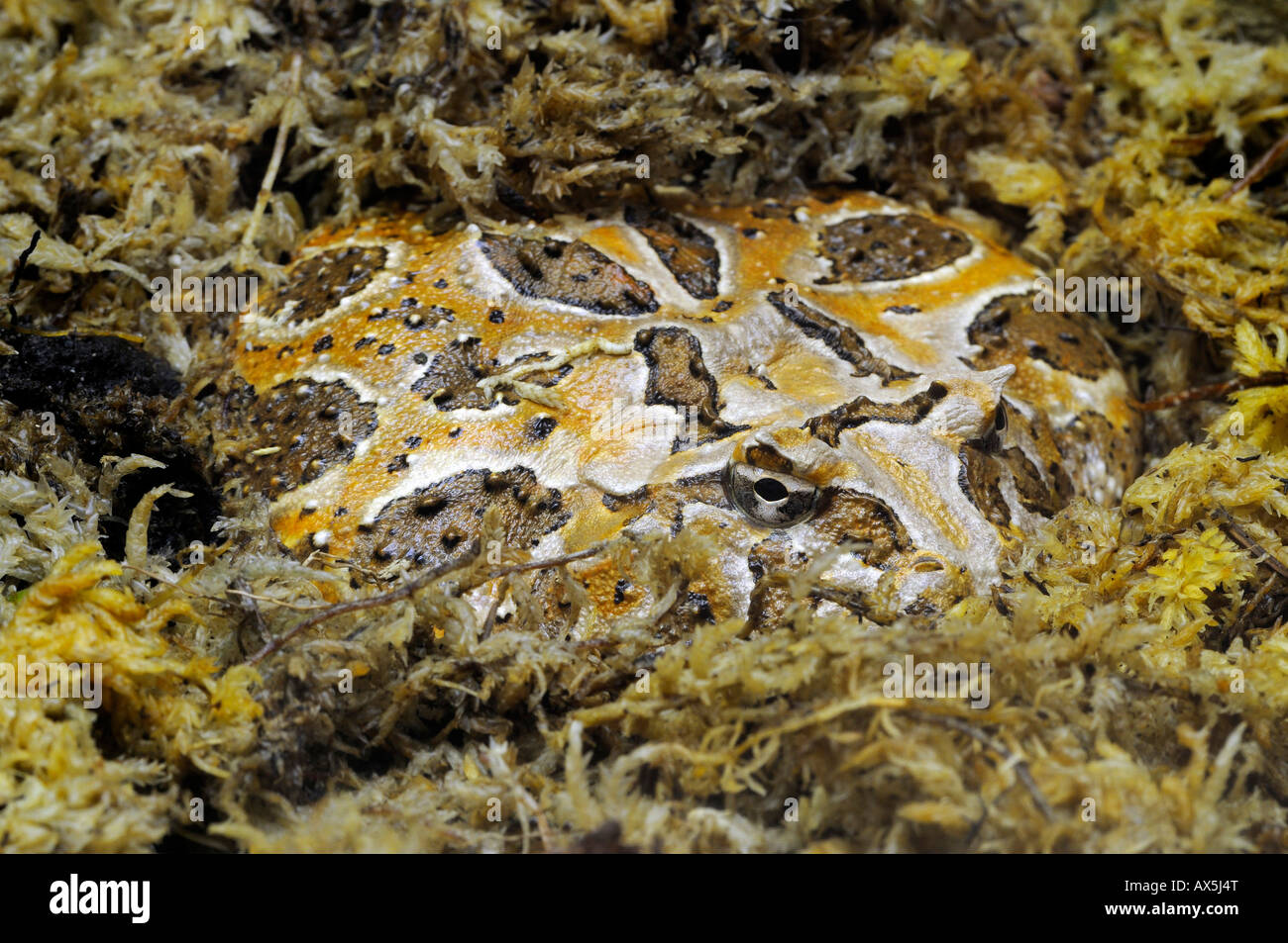 Argentine Horned Frog or Argentine wide-mouthed Frog (Ceratophrys ...