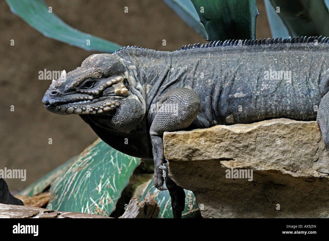 Rhinoceros Iguana (Cyclura cornuta), threatened species Stock Photo - Alamy
