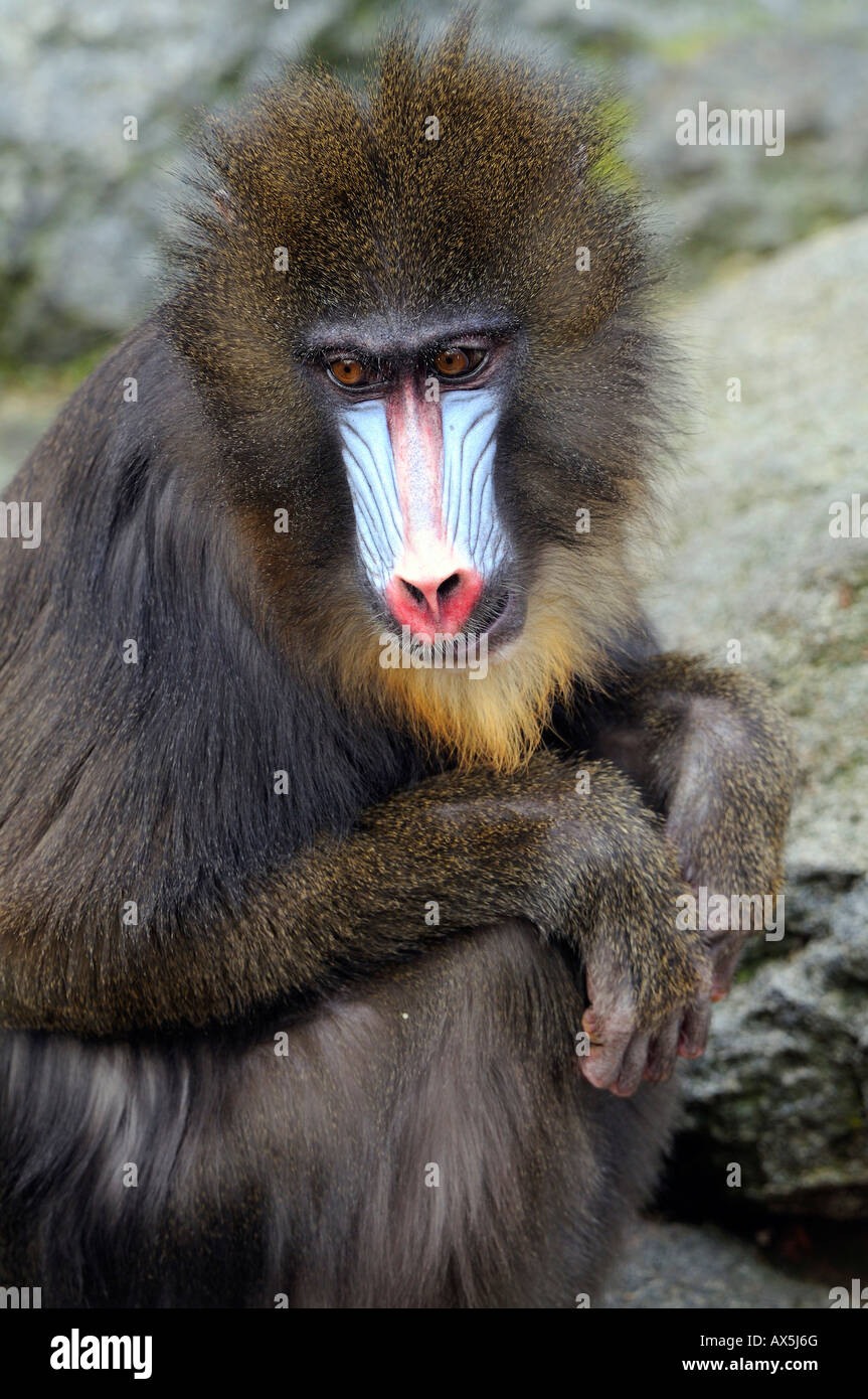 Mandrill (Mandrillus sphinx Stock Photo - Alamy