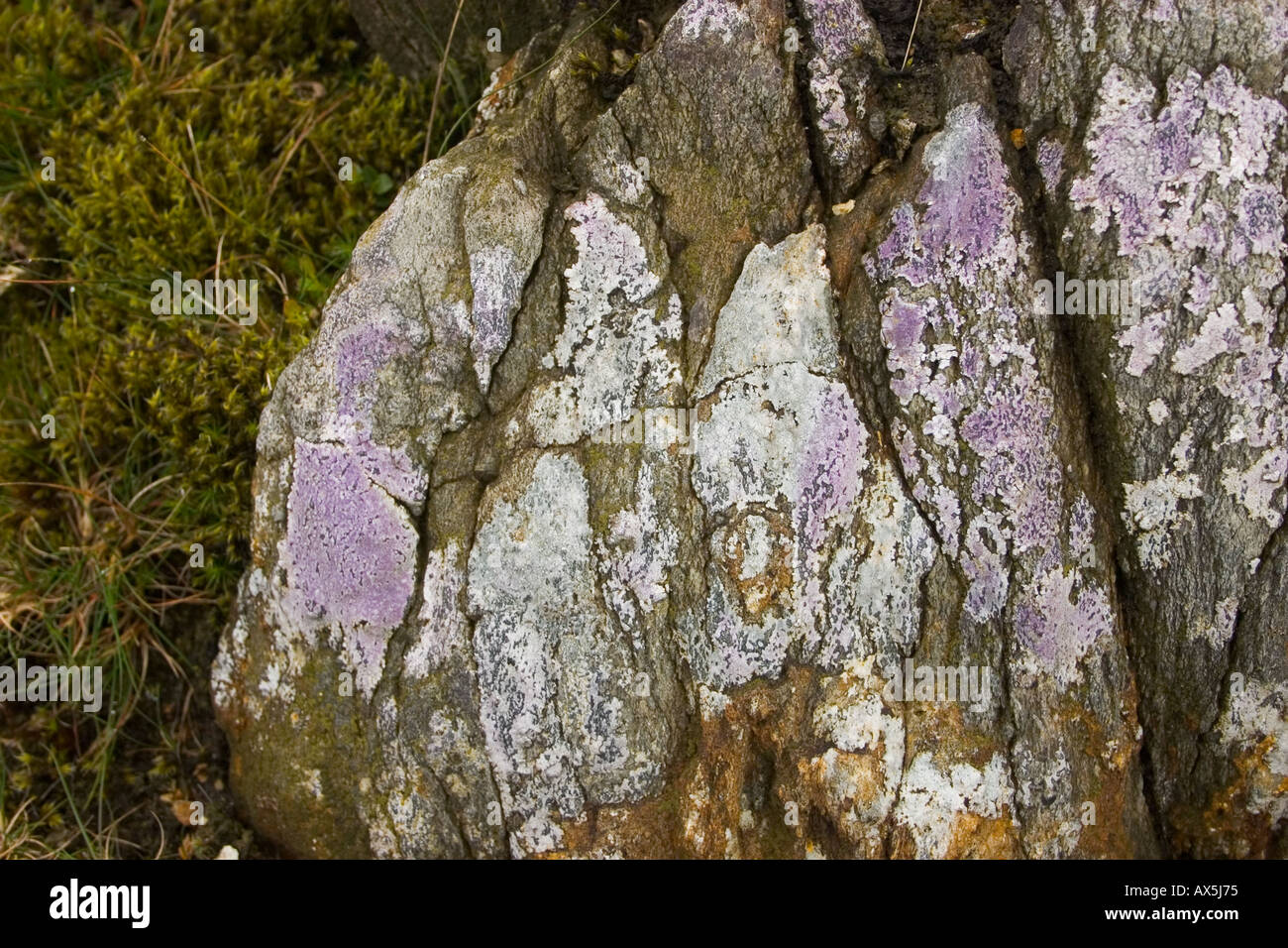 Lichen On Rocks
