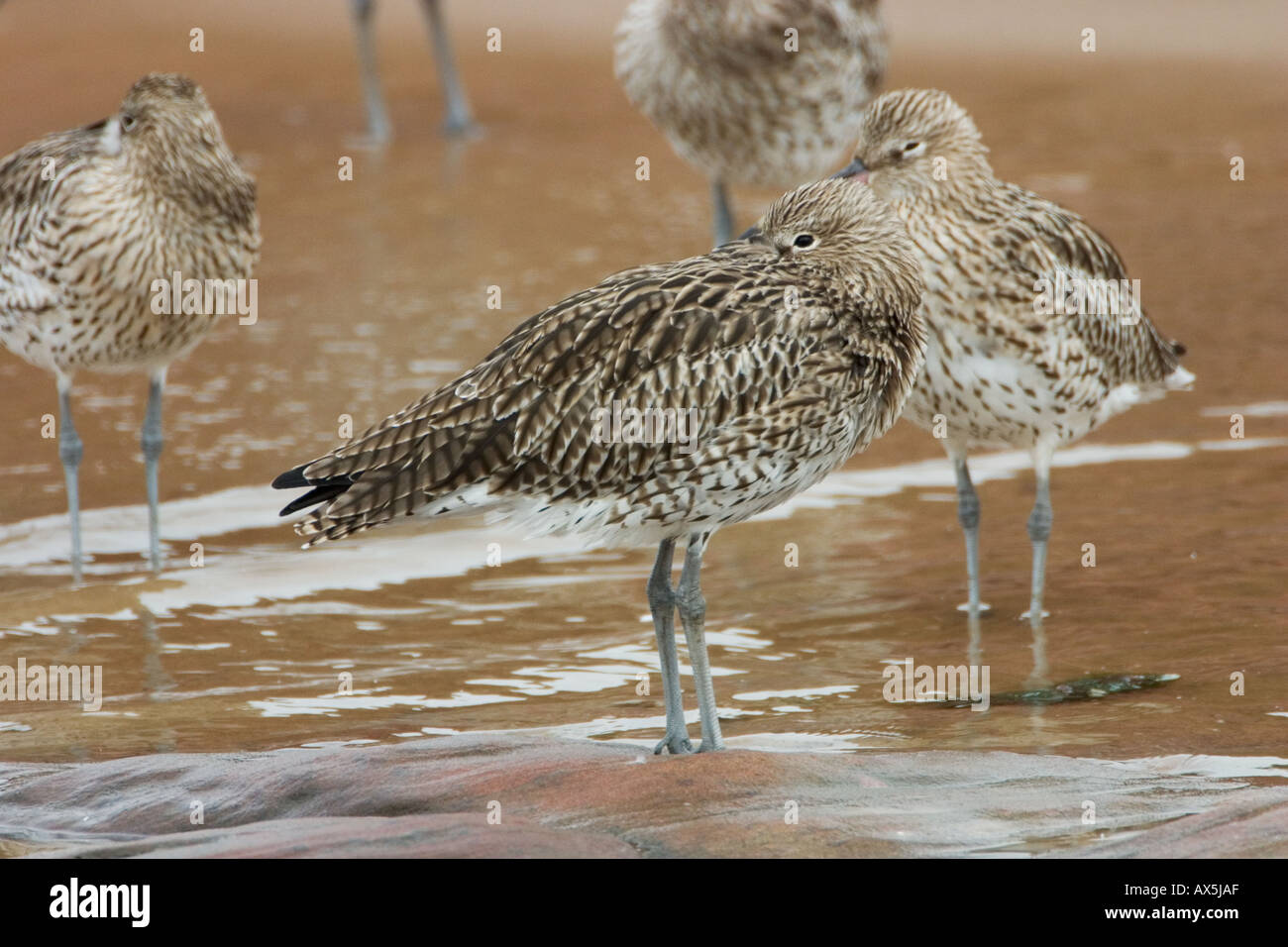 Dee Estuary Birds Stock Photos & Dee Estuary Birds Stock Images - Alamy
