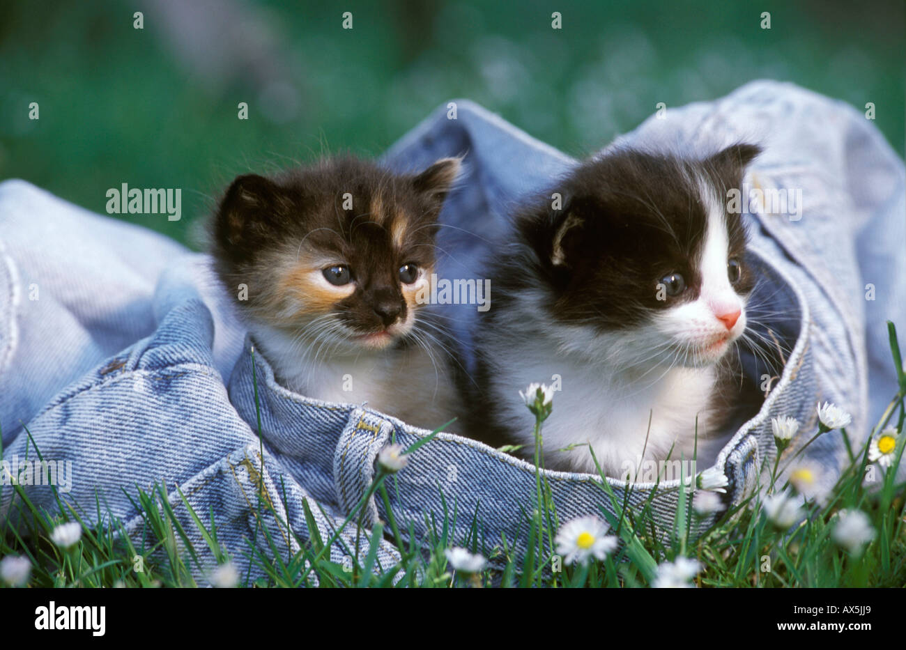 Domestic Cat Stock Photo - Alamy