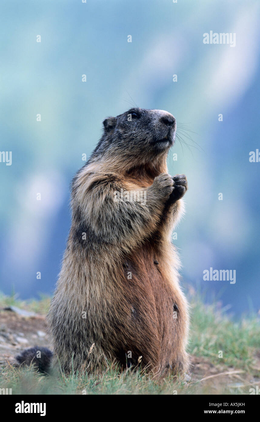 Adult marmots hi-res stock photography and images - Alamy