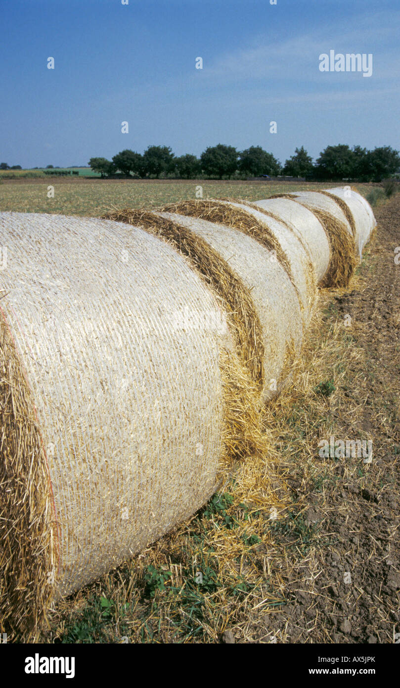 Straw roles in a row Stock Photo - Alamy