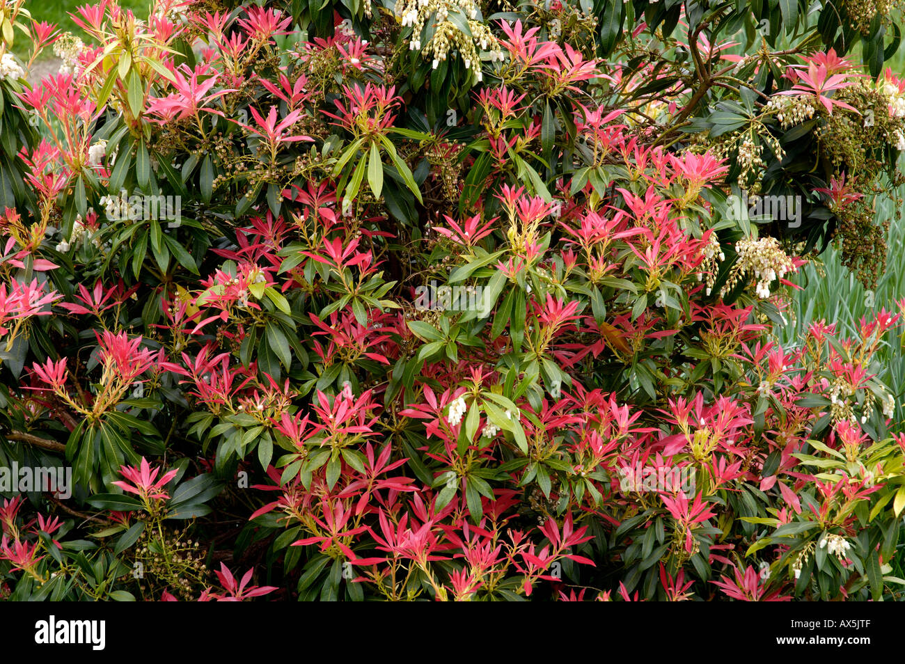 Japanese Pieris / Lily-of-the-Valley-Bush Stock Photo - Alamy