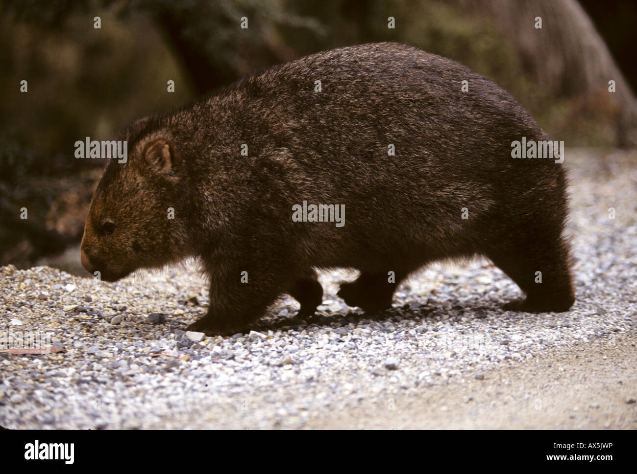 Tasmania wombat hi-res stock photography and images - Alamy