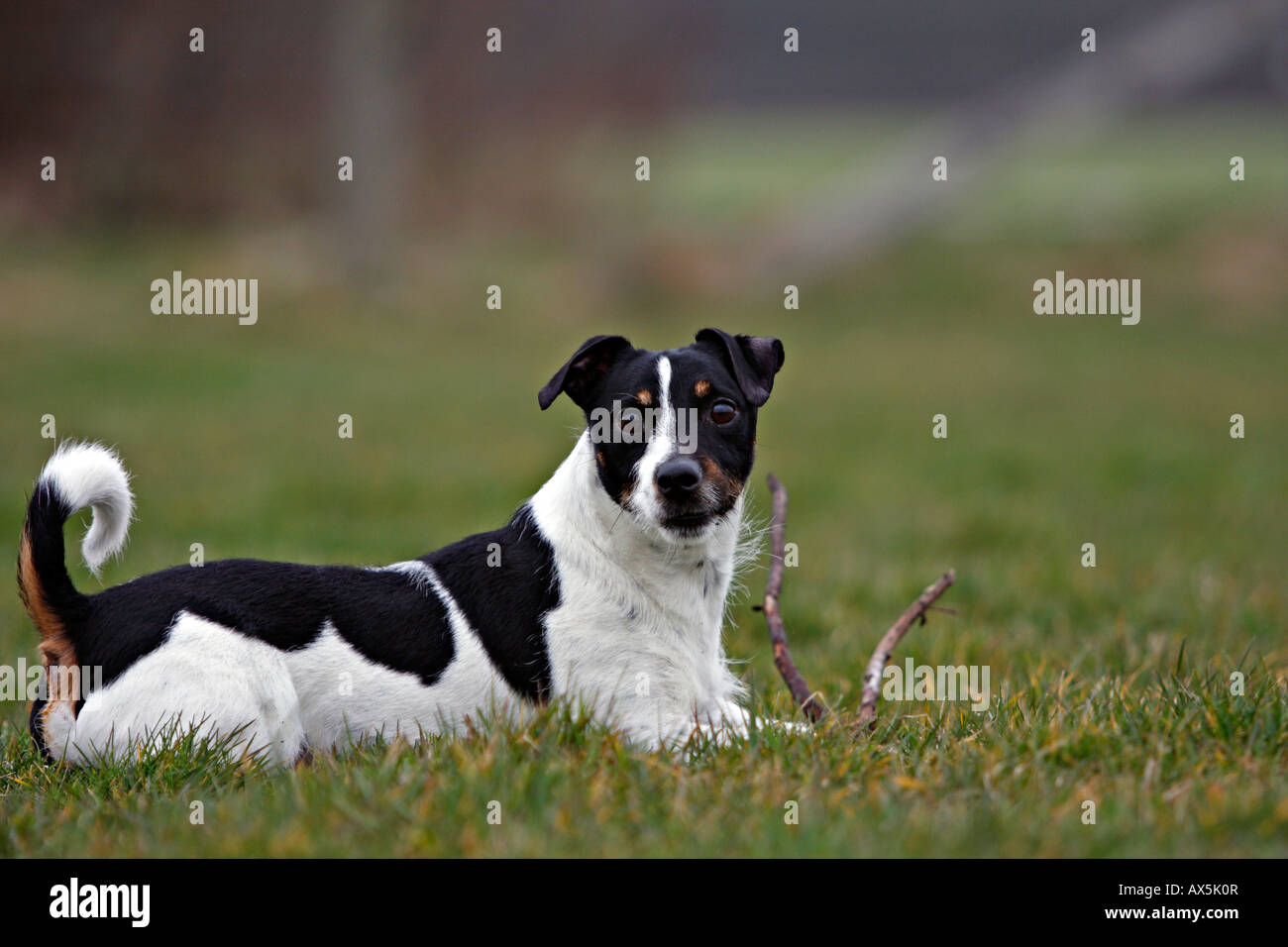 Jack Russel Terrier Stock Photo - Alamy