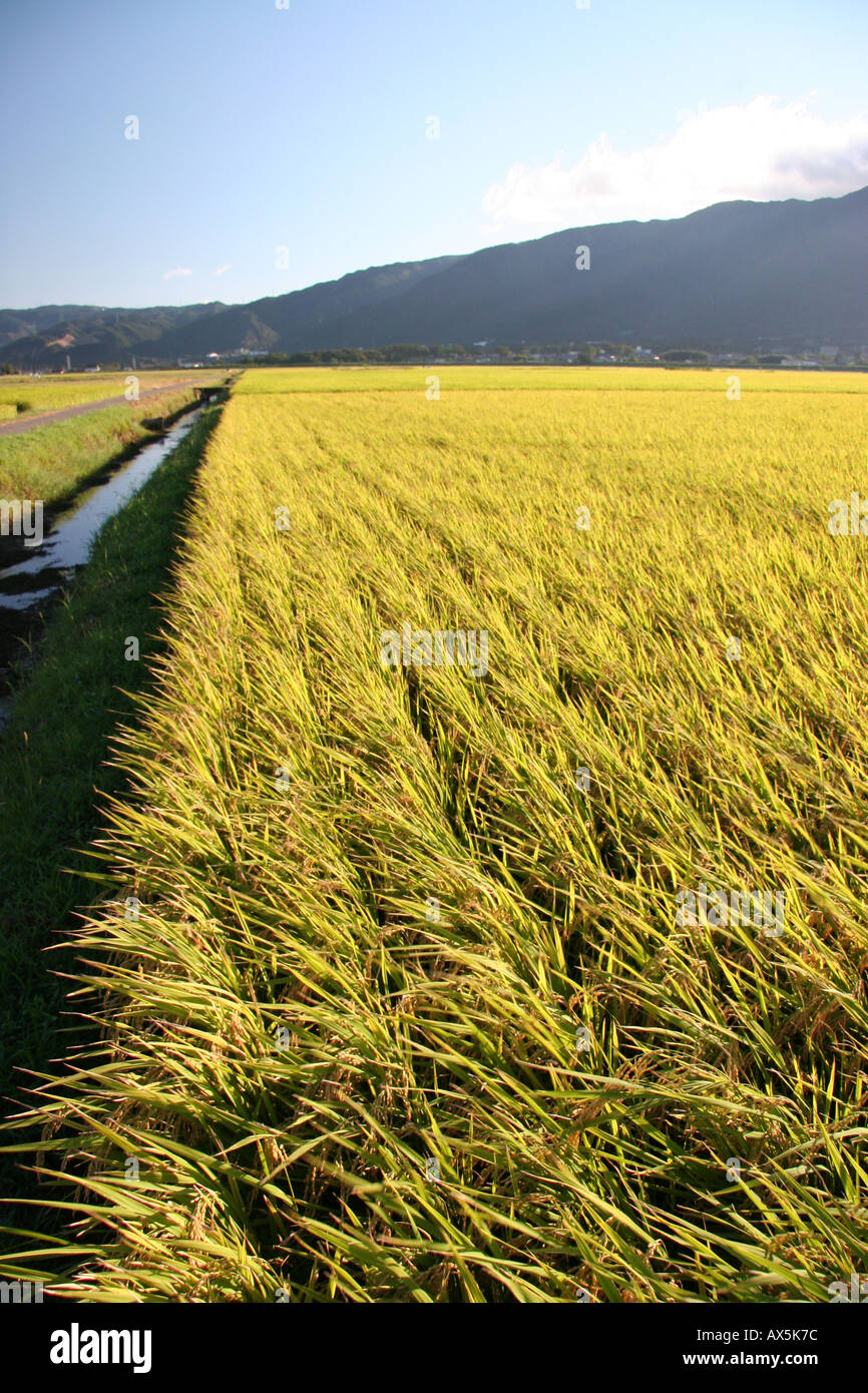 Japanese rice fields in summer Stock Photo - Alamy