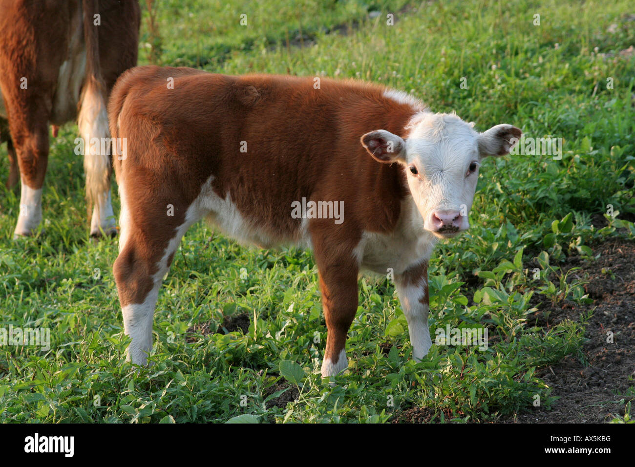 Miniature Hereford calf on a farm in New Hampshire Stock Photo - Alamy