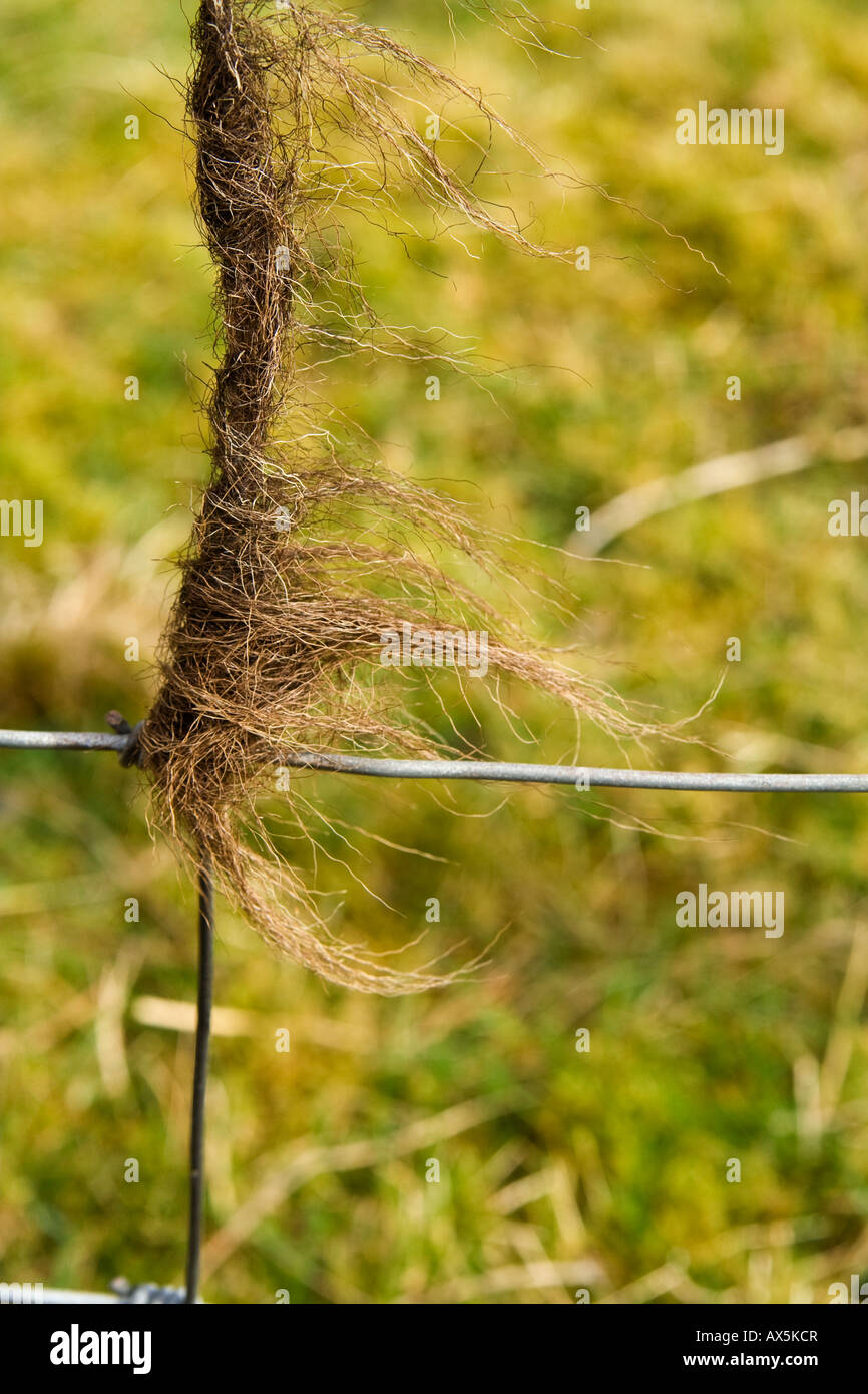 Sheeps wool on wire fence hi-res stock photography and images - Alamy