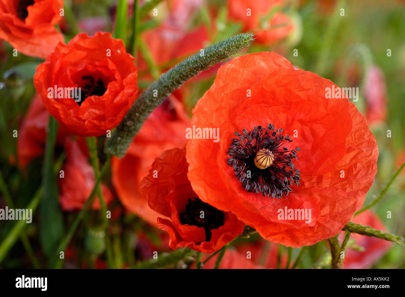 Common Poppy Stock Photo - Alamy