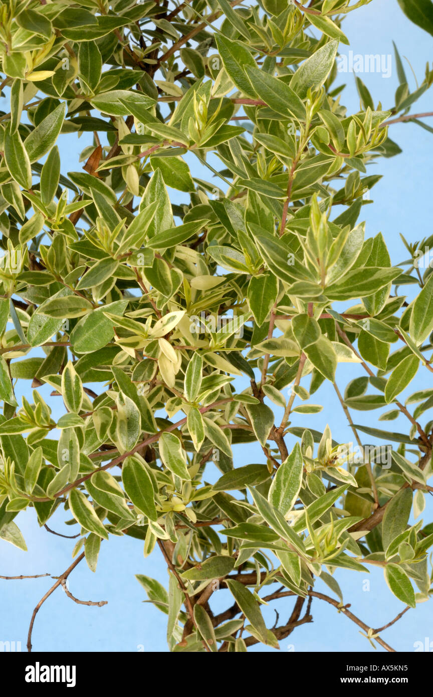 Myrtus communis variegata hi-res stock photography and images - Alamy