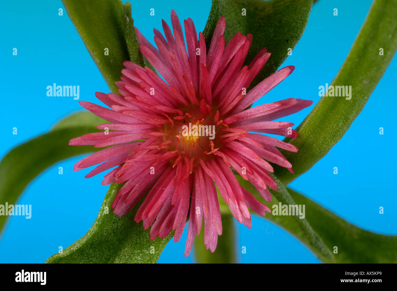 Baby sun rose aptenia cordifolia hi-res stock photography and images ...