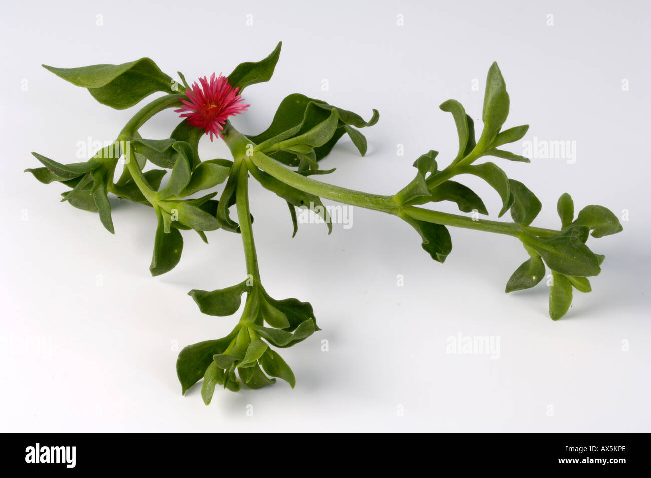 Ice Plant / Baby Sun Rose Stock Photo - Alamy