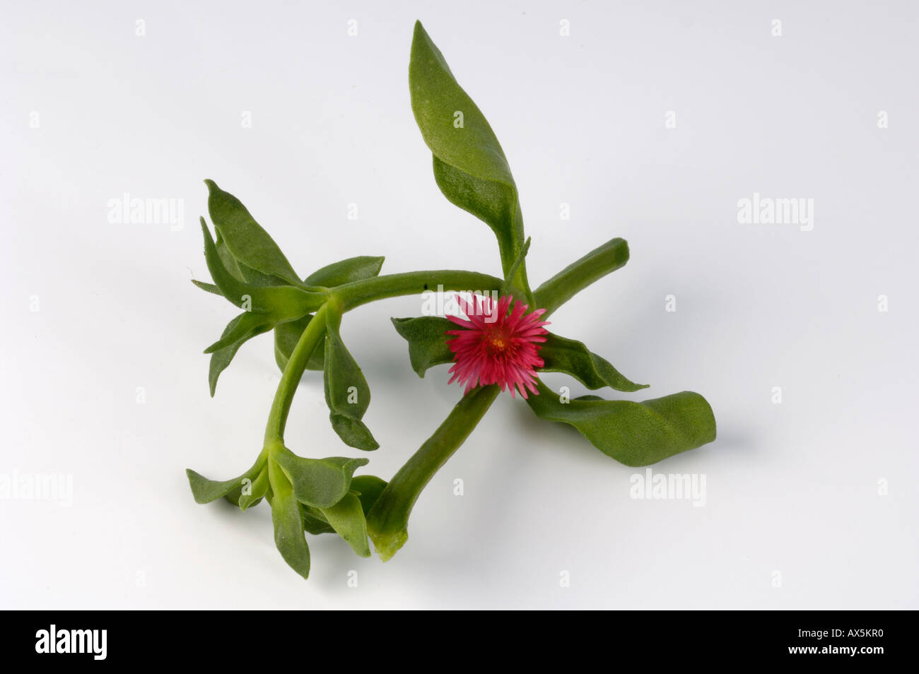 Ice Plant / Baby Sun Rose Stock Photo - Alamy