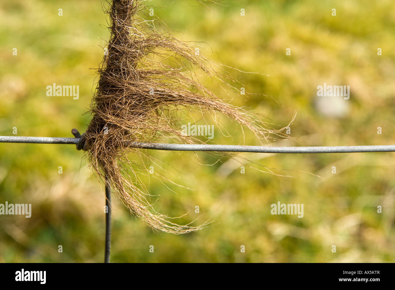 Sheeps wool on wire fence hi-res stock photography and images - Alamy