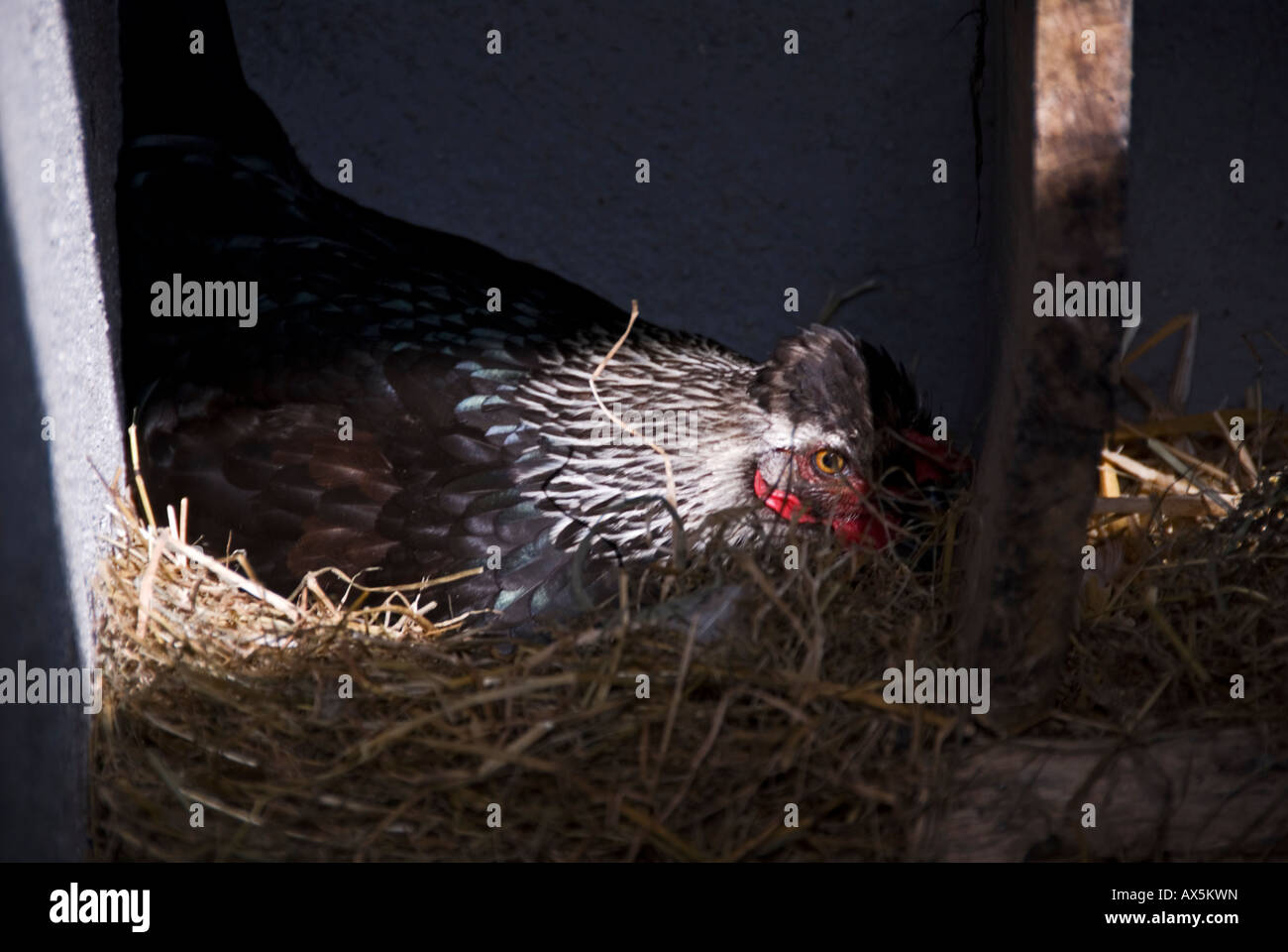 Stock photo of a broody hen sitting on her nest Stock Photo - Alamy