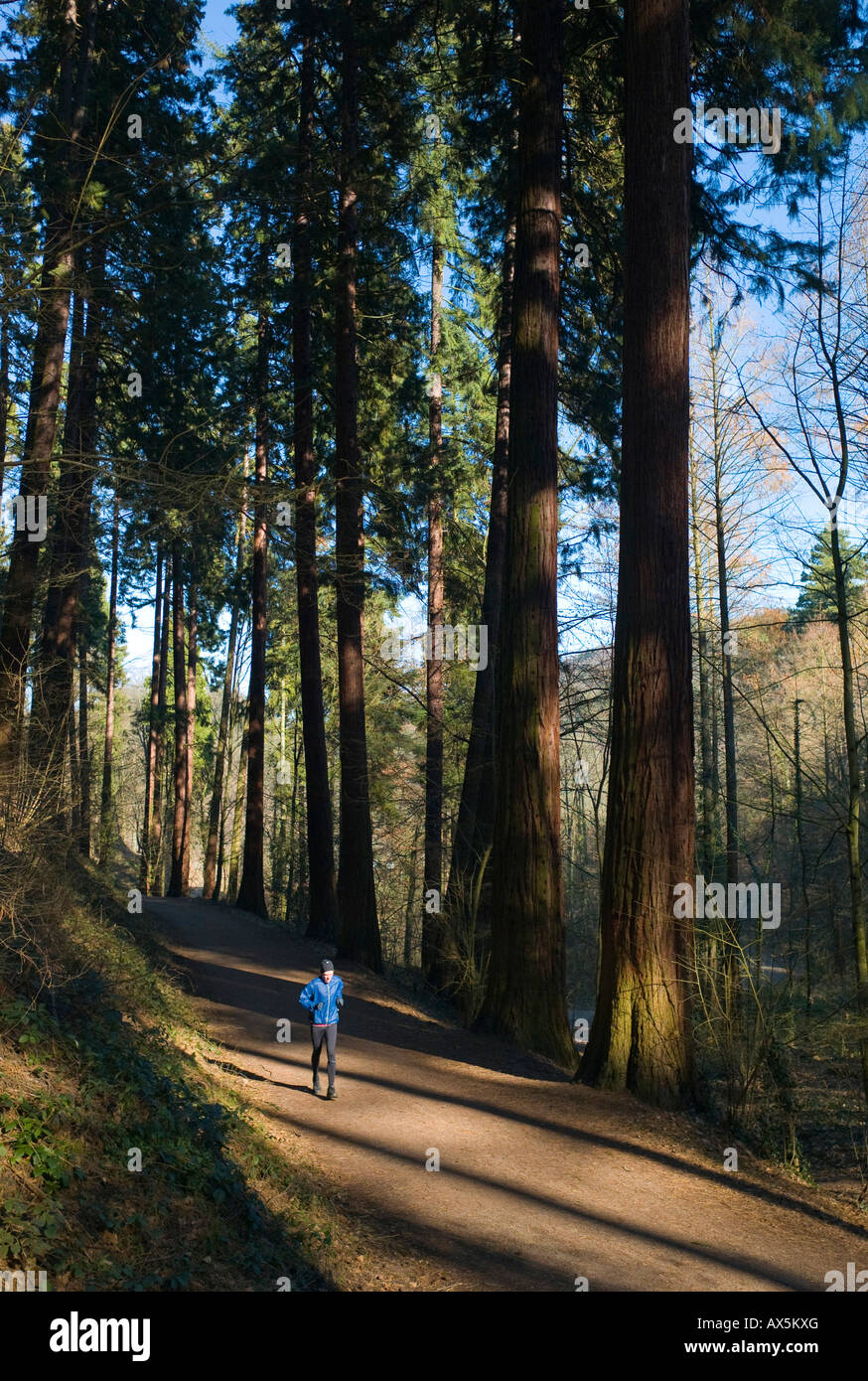 Sequoioideae hi-res stock photography and images - Alamy