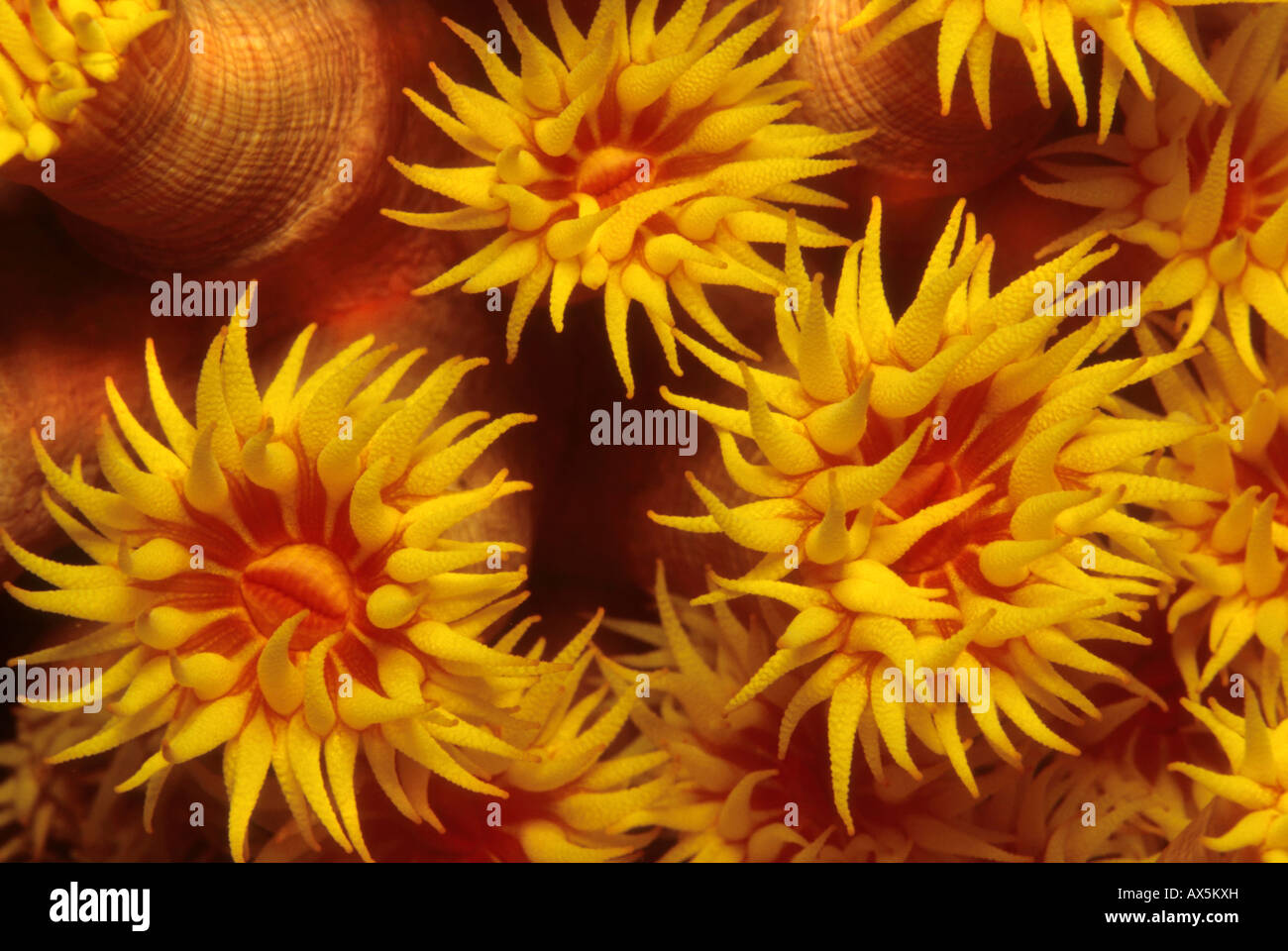 Orange Sun Coral (Tubastrea faulkneri), Philippines, Asia Stock Photo ...