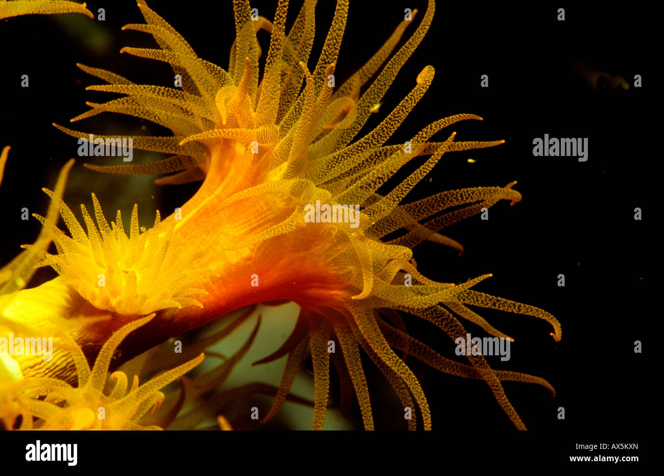 Orange Sun Coral (Tubastrea faulkneri), Philippines, Asia Stock Photo ...