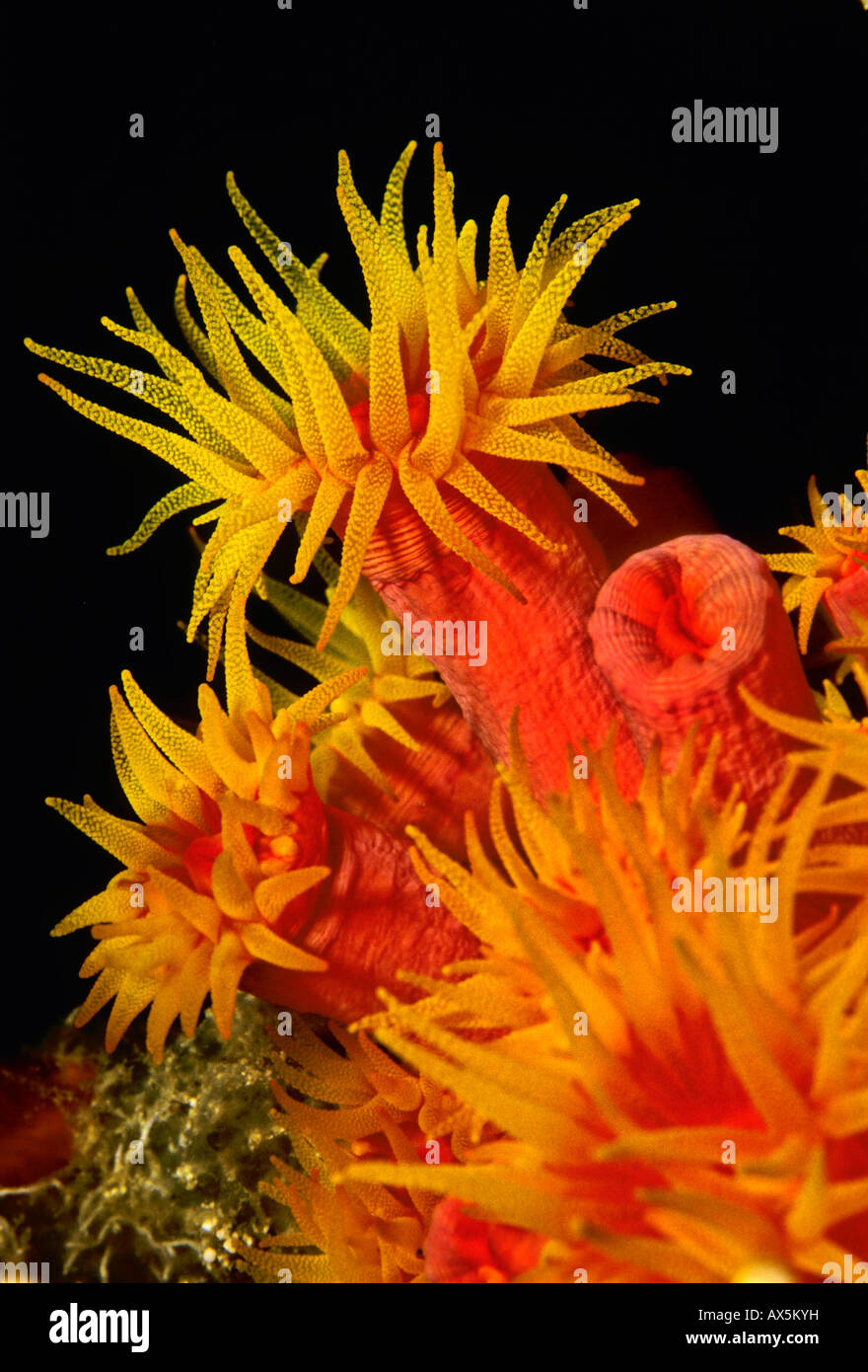 Orange Sun Coral (Tubastrea faulkneri), Philippines, Asia Stock Photo ...