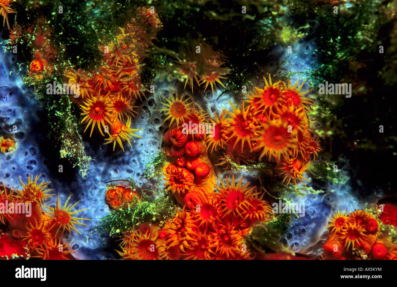 Orange Sea Anemone High Resolution Stock Photography and Images - Alamy