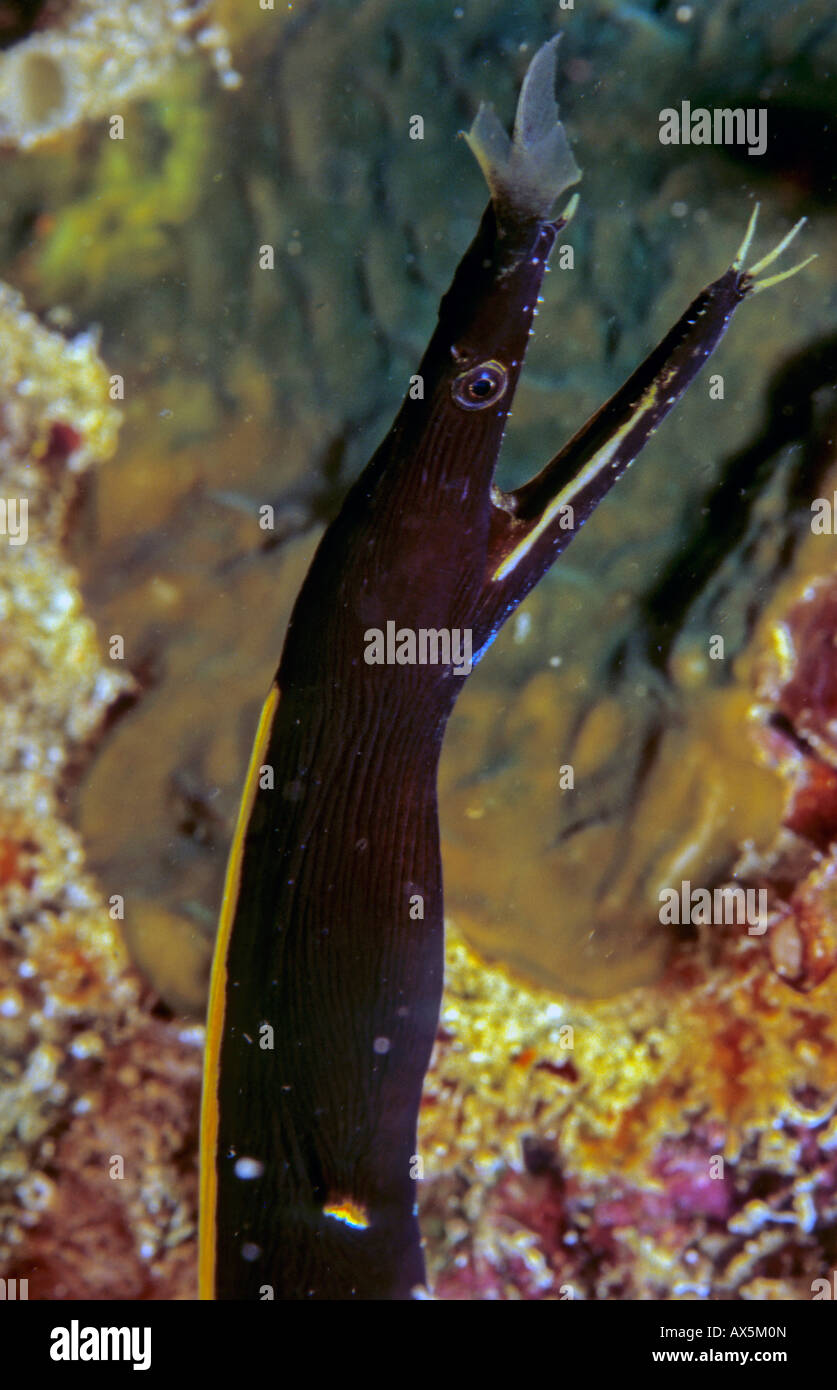 Black moray eel hi-res stock photography and images - Alamy