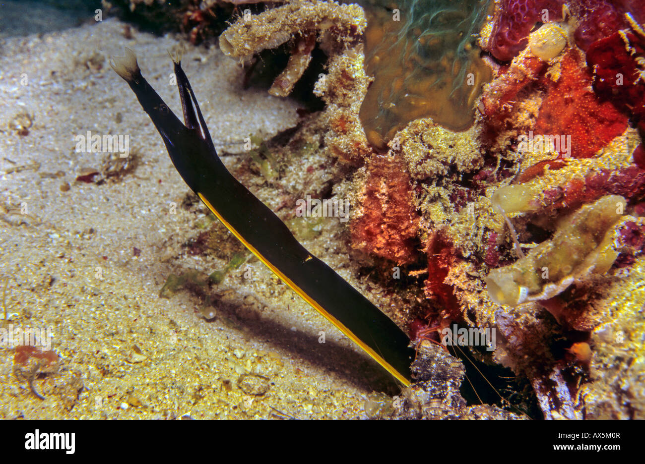 Ribbon Eel (Rhinomuraena quaesita), black, juvenile phase, Indonesia ...
