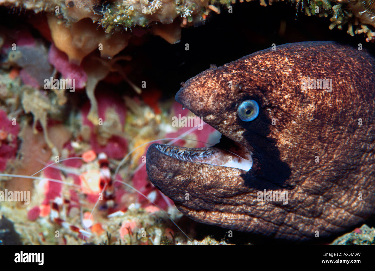 Moray eel prey hi-res stock photography and images - Alamy