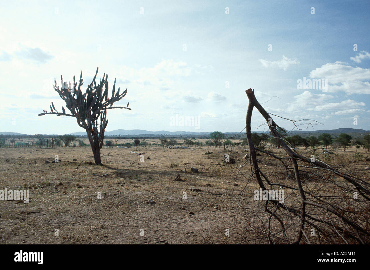 Pernambuco State, Brazil. Caatinga (agreste) vegetation in the Sertao ...