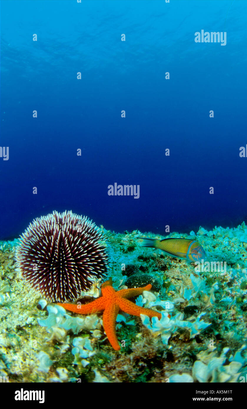 Sea urchin echinus esculentis hi-res stock photography and images - Alamy