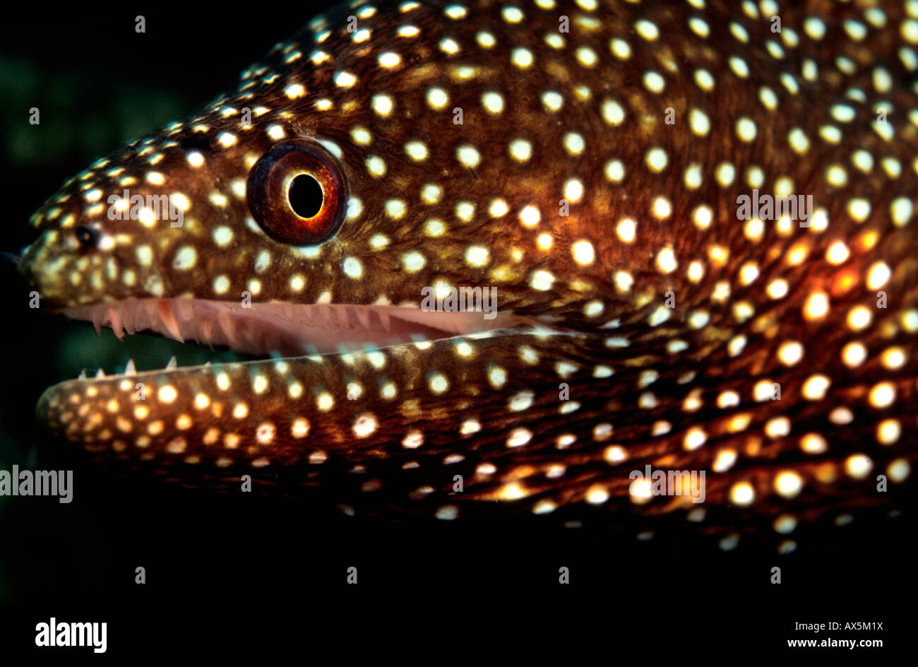 Whitemouth Moray or Spotted Moray Eel (Gymnothorax meleagris ...