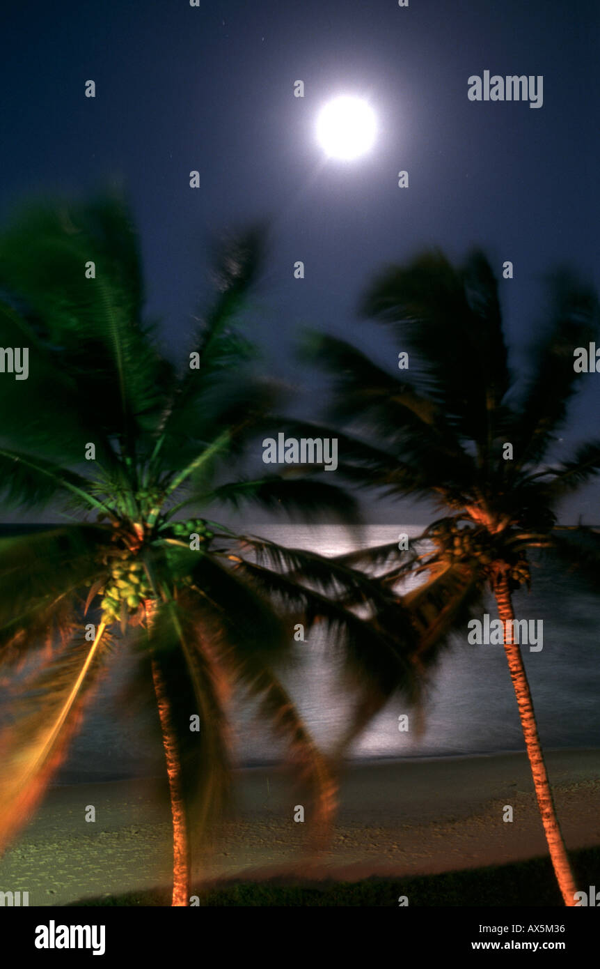 Breezy coconut palm trees hi-res stock photography and images - Alamy
