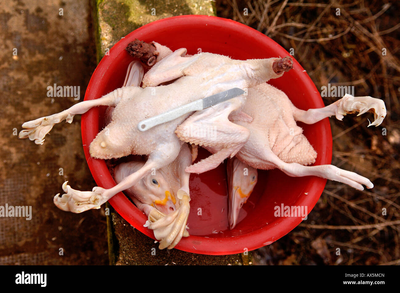Dead duck hi-res stock photography and images - Alamy