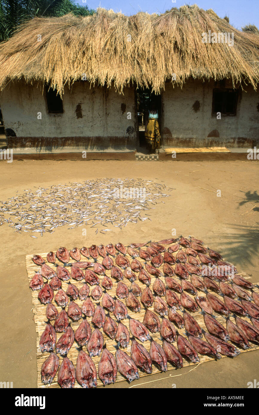 Lake tanganyika fish hi-res stock photography and images - Alamy